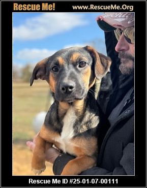 - Rhode Island Dog Rescue - ADOPTIONS - Rescue Me!