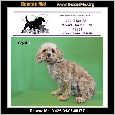 - Pennsylvania Poodle Rescue - ADOPTIONS - Rescue Me!