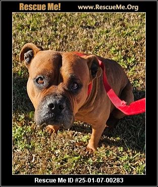 - Florida Boxer Rescue - ADOPTIONS - Rescue Me!