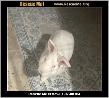 - Illinois Rabbit Rescue - ADOPTIONS - Rescue Me!