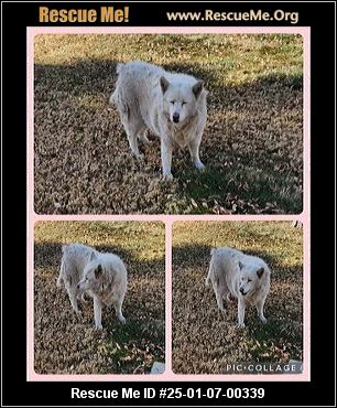 - California Siberian Husky Rescue - ADOPTIONS - Rescue Me!