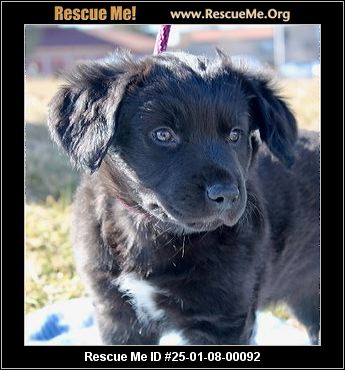 - New Mexico Australian Cattle Dog Rescue - ADOPTIONS - Rescue Me!