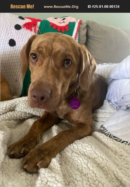 ADOPT 25010800134 ~ Vizsla Rescue ~ Inverness, FL