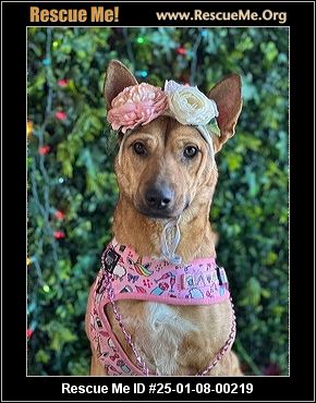 - California Basenji Rescue - ADOPTIONS - Rescue Me!