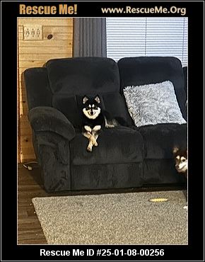 - Michigan Pomeranian Rescue - ADOPTIONS - Rescue Me!