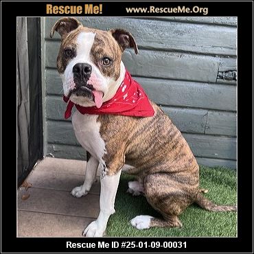 - Florida Bulldog Rescue - ADOPTIONS - Rescue Me!