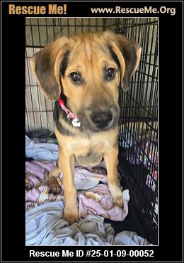 - North Carolina Black and Tan Coonhound Rescue - ADOPTIONS - Rescue Me!