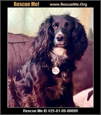 - Colorado Dog Rescue - ADOPTIONS - Rescue Me!