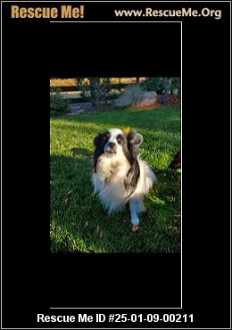 - Colorado Papillon Rescue - ADOPTIONS - Rescue Me!