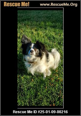 - Colorado Papillon Rescue - ADOPTIONS - Rescue Me!