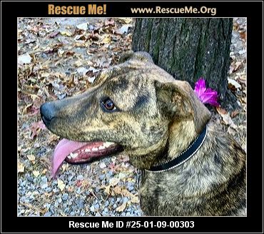 - West Virginia Dog Rescue - ADOPTIONS - Rescue Me!
