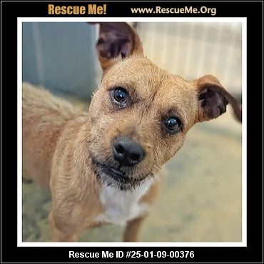 - Florida Jack Russell Rescue - ADOPTIONS - Rescue Me!