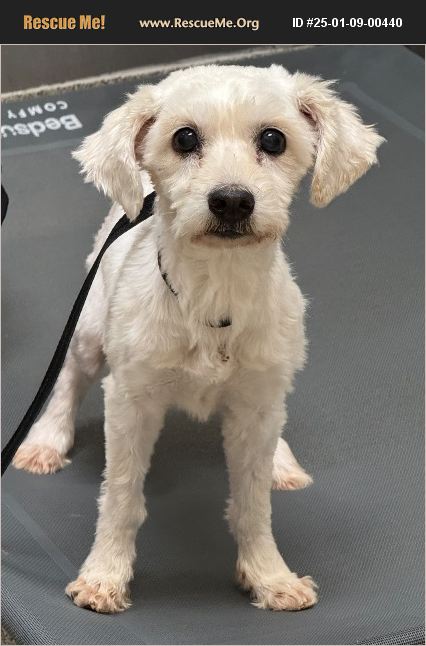 ADOPT 25010900440 ~ Maltese Rescue ~ Bonita Springs, FL