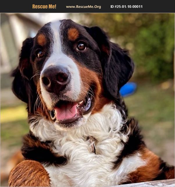 ADOPT 25011000011 ~ Bernese Mountain Dog Rescue ~ Kuna, ID