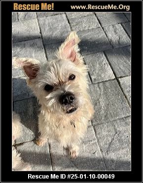 - Florida Schnauzer Rescue - ADOPTIONS - Rescue Me!