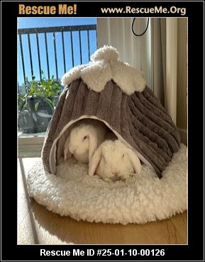 - California Rabbit Rescue - ADOPTIONS - Rescue Me!