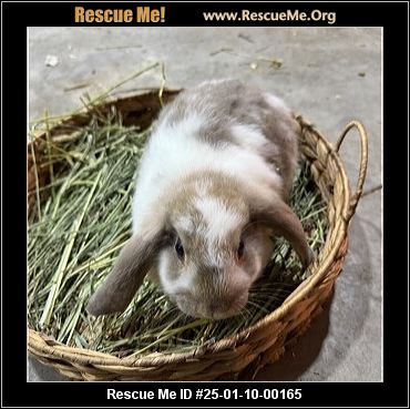- Illinois Rabbit Rescue - ADOPTIONS - Rescue Me!