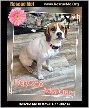 - Oklahoma Beagle Rescue - ADOPTIONS - Rescue Me!