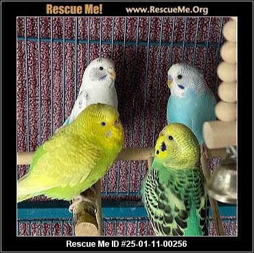 - Washington Pet Bird Rescue - ADOPTIONS - Rescue Me!