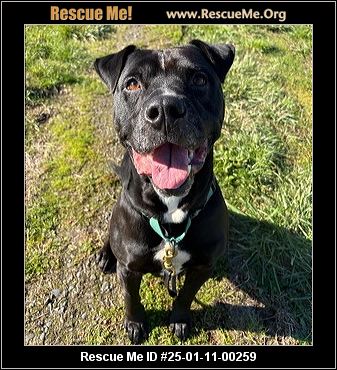 - California Pit Bull Rescue - ADOPTIONS - Rescue Me!