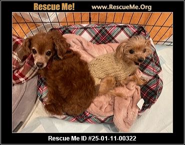 - Delaware Dog Rescue - ADOPTIONS - Rescue Me!