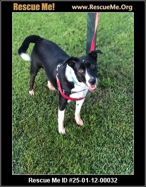 - California Border Collie Rescue - ADOPTIONS - Rescue Me!