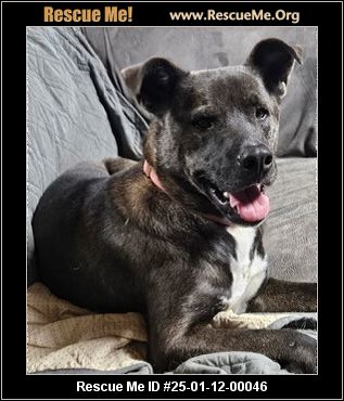 - Alabama Boxer Rescue - ADOPTIONS - Rescue Me!