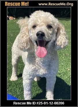 - Florida Poodle Rescue - ADOPTIONS - Rescue Me!