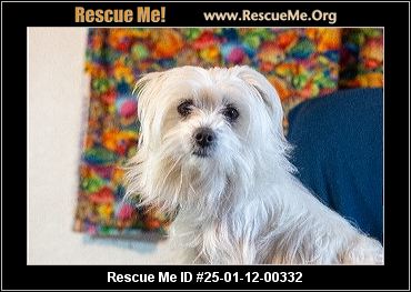 - California Maltese Rescue - ADOPTIONS - Rescue Me!
