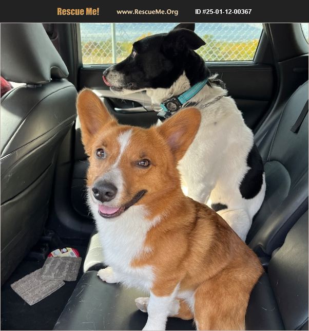 ADOPT 25011200367 ~ Corgi Rescue ~ Holladay, UT