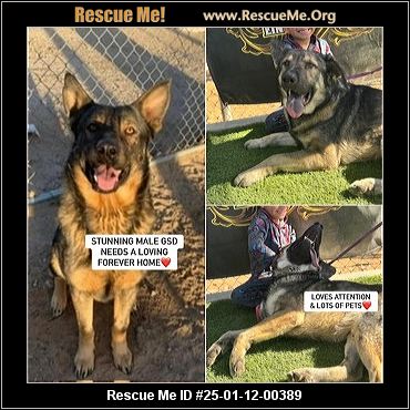 - Texas German Shepherd Rescue - ADOPTIONS - Rescue Me!