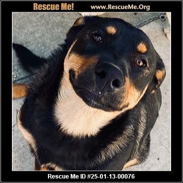 - California Rottweiler Rescue - ADOPTIONS - Rescue Me!