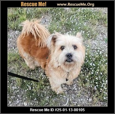 - Houston Chow Chow Connection - Houston, TX - AVAILABLE PETS