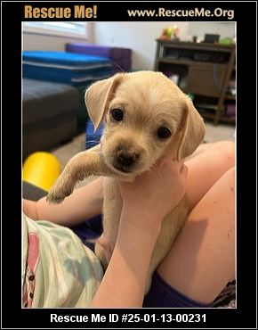 - North Carolina Dog Rescue - ADOPTIONS - Rescue Me!