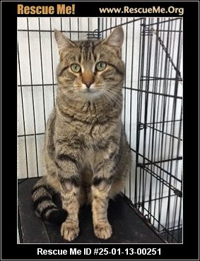 - Missouri Cat Rescue - ADOPTIONS - Rescue Me!