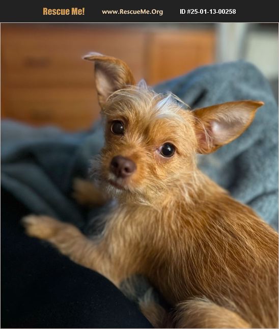 ADOPT 25011300258 ~ Yorkie Rescue ~ Lake Waccamaw, NC