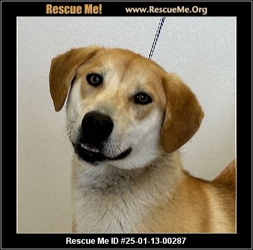 - Colorado Lab Rescue - ADOPTIONS - Rescue Me!