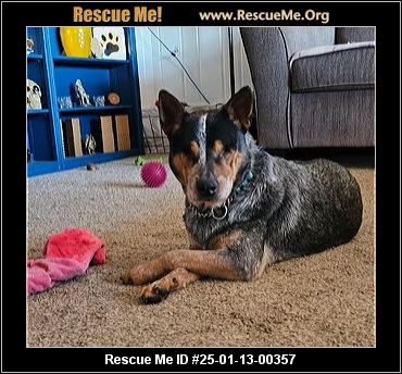 - Minnesota Dog Rescue - ADOPTIONS - Rescue Me!