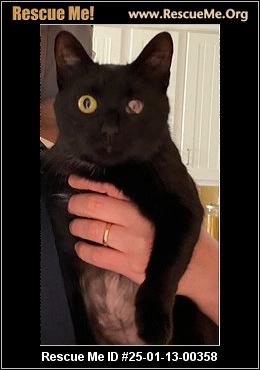 - Virginia Cat Rescue - ADOPTIONS - Rescue Me!