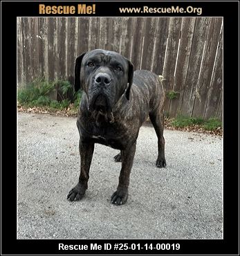 - California Mastiff Rescue - ADOPTIONS - Rescue Me!