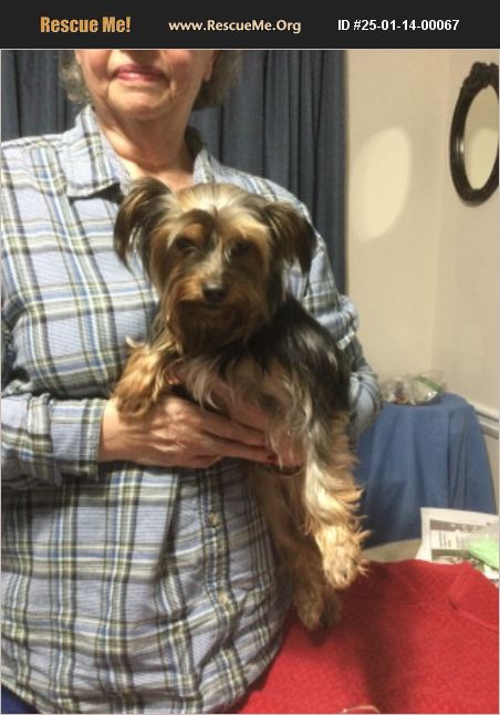 ADOPT 25011400067 ~ Silky Terrier Rescue ~ Newnan, GA