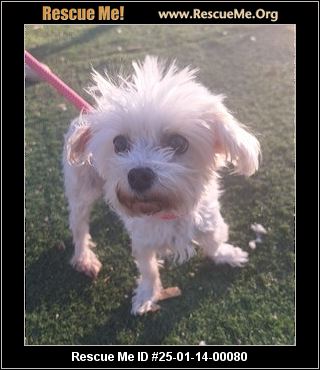 - California Maltese Rescue - ADOPTIONS - Rescue Me!