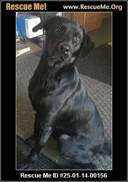 - Maryland Lab Rescue - ADOPTIONS - Rescue Me!