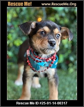 - California Border Terrier Rescue - ADOPTIONS - Rescue Me!