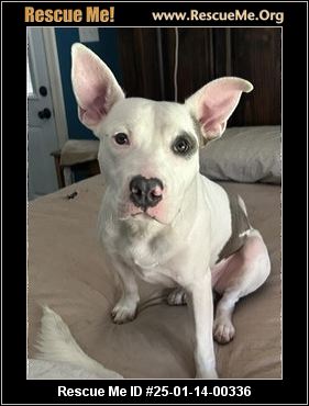 - Mississippi Dog Rescue - ADOPTIONS - Rescue Me!