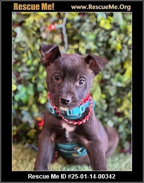 - California Border Terrier Rescue - ADOPTIONS - Rescue Me!