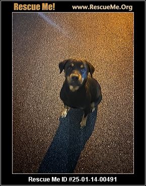 - Texas Rottweiler Rescue - ADOPTIONS - Rescue Me!