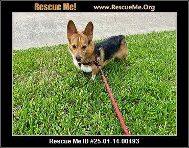 - Texas Corgi Rescue - ADOPTIONS - Rescue Me!