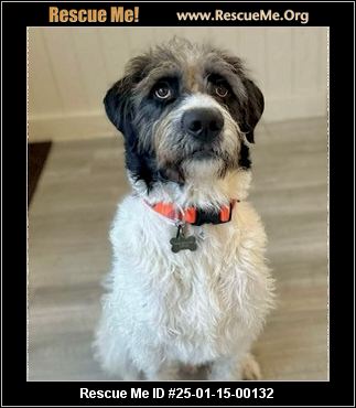 - Colorado Lab Rescue - ADOPTIONS - Rescue Me!