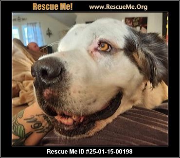 - Texas Saint Bernard Rescue - ADOPTIONS - Rescue Me!